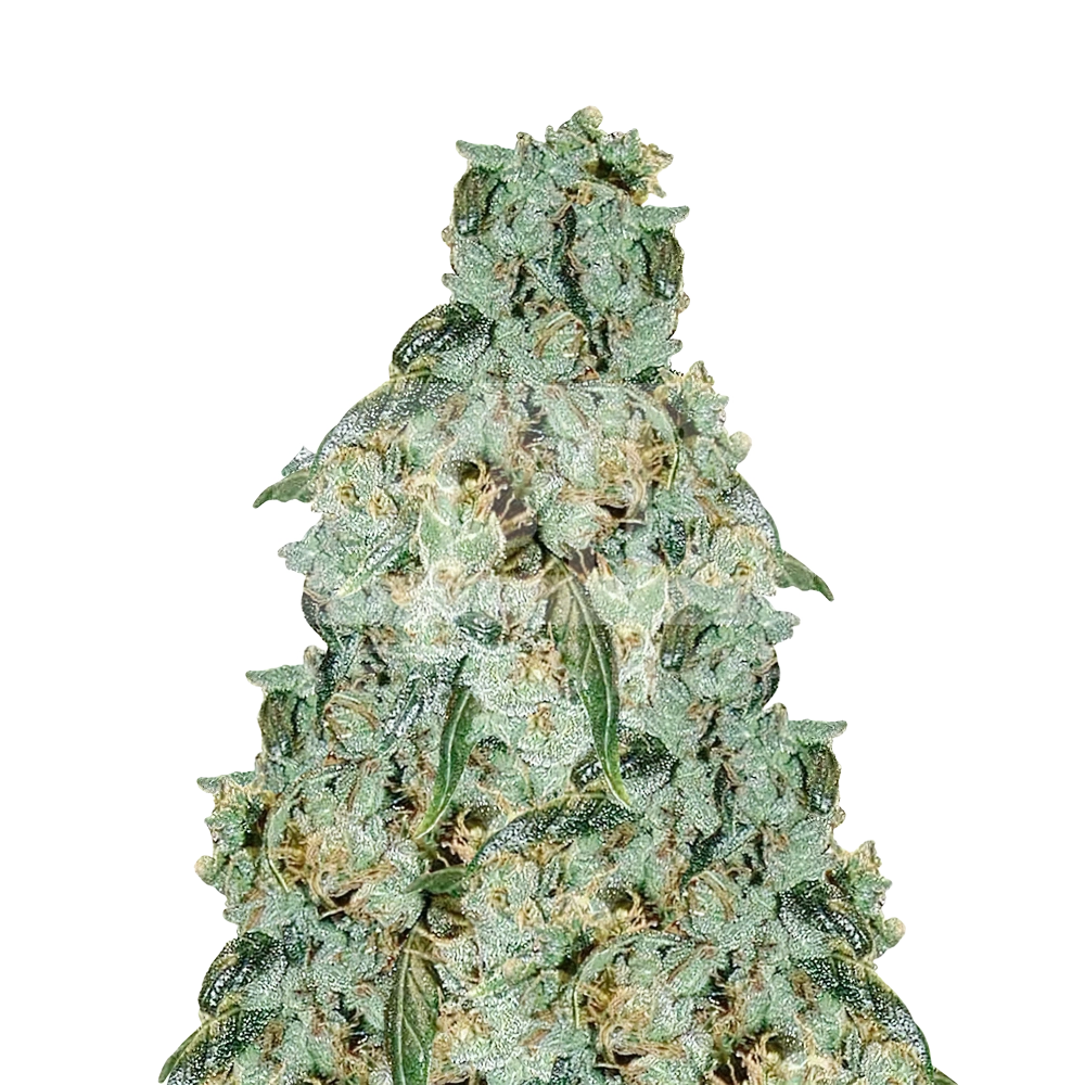 Afghan Haze Feminized Seeds Bulk Sale - BulkSeedShop