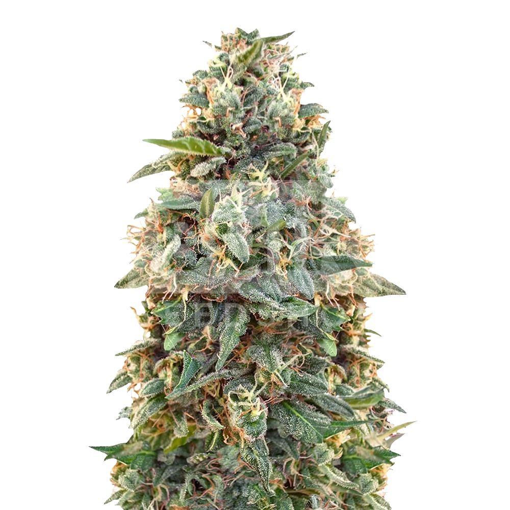 Amnesia FV Feminized Seeds Bulk Sale - BulkSeedShop
