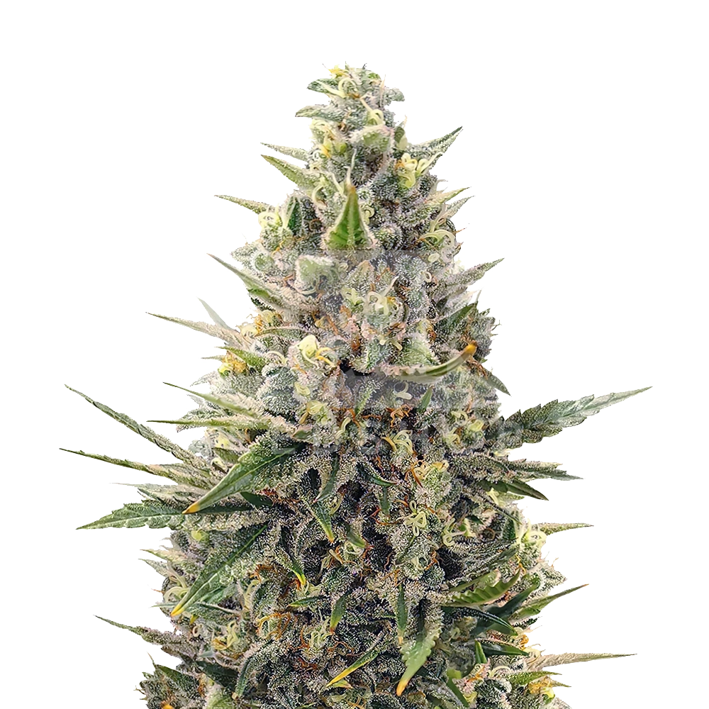 Amnesia Lemon Regular Seeds Bulk Sale - BulkSeedShop