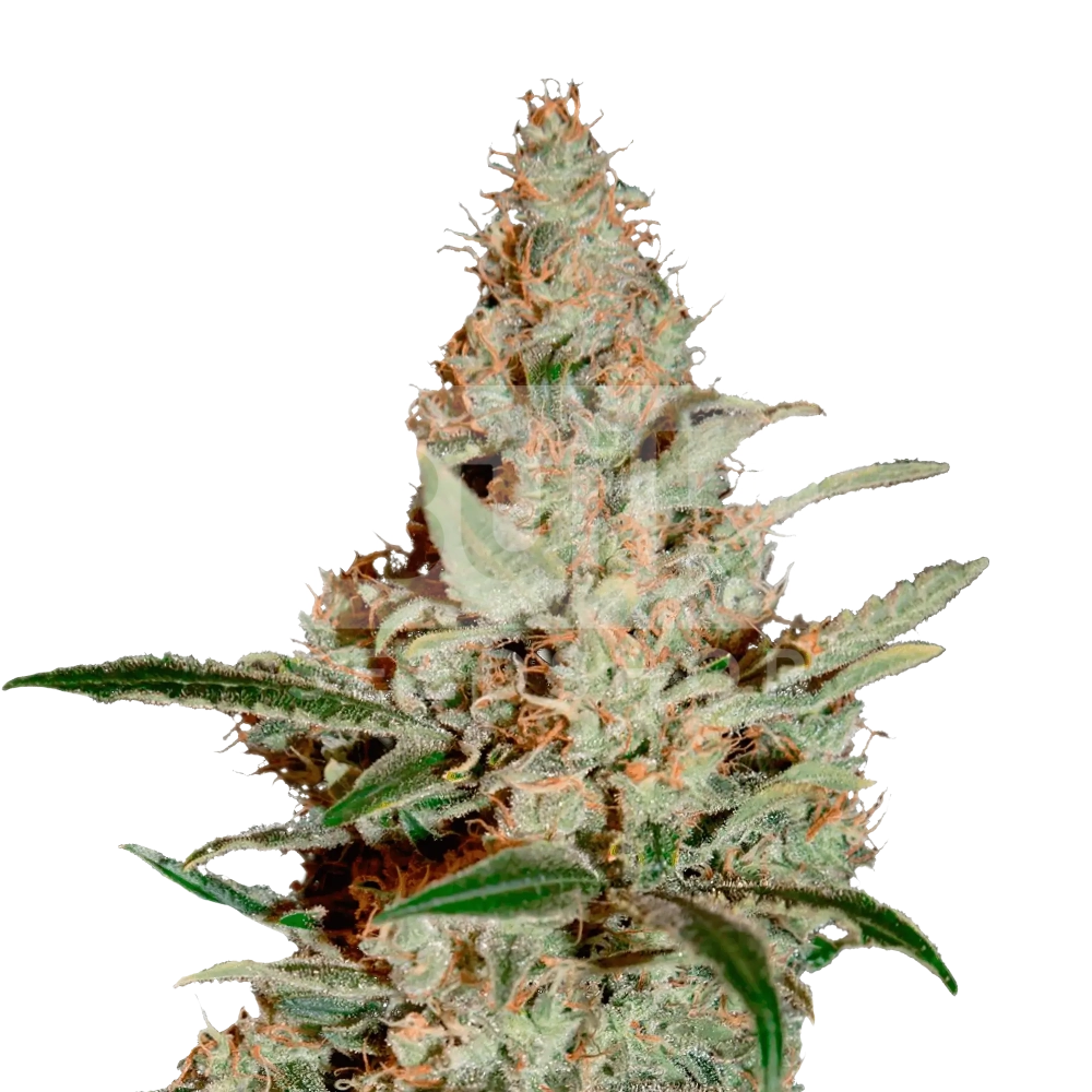 Asian Fantasy Feminized Seeds Bulk Sale - BulkSeedShop