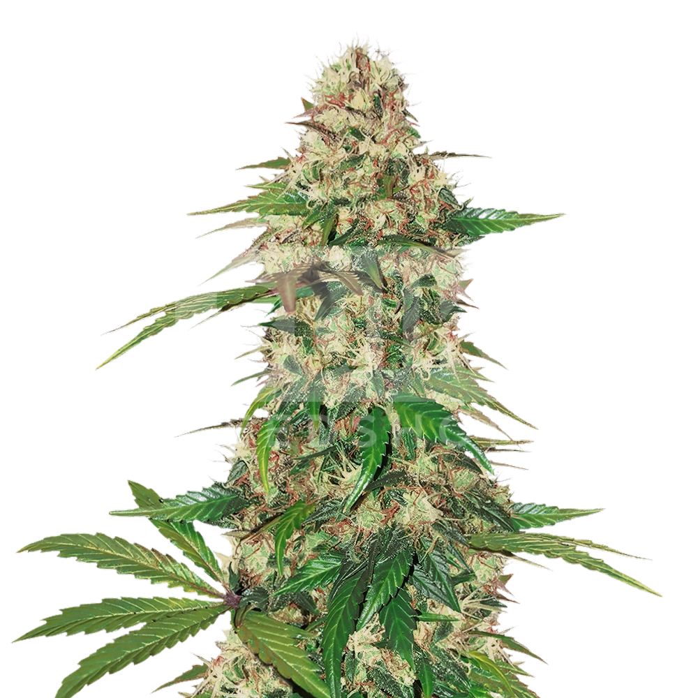 Blue Grape Fuel Feminized Seeds Bulk Sale - BulkSeedShop