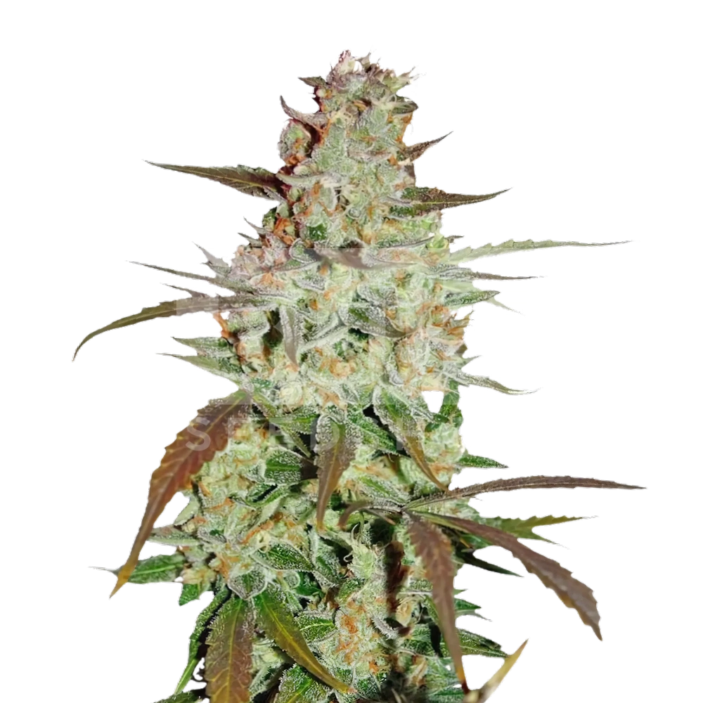 Blueberry x Mazar Autoflower Seeds Bulk Sale - BulkSeedShop