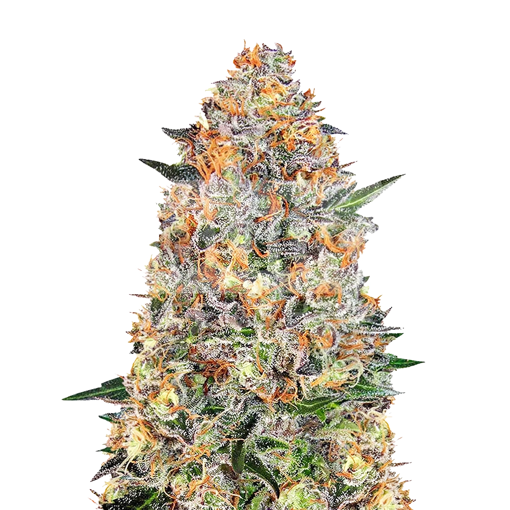 Granddaddy Purple Autoflower Seeds Bulk Sale - BulkSeedShop Granddaddy Purple Autoflower Seeds Bulk Sale - BulkSeedShop