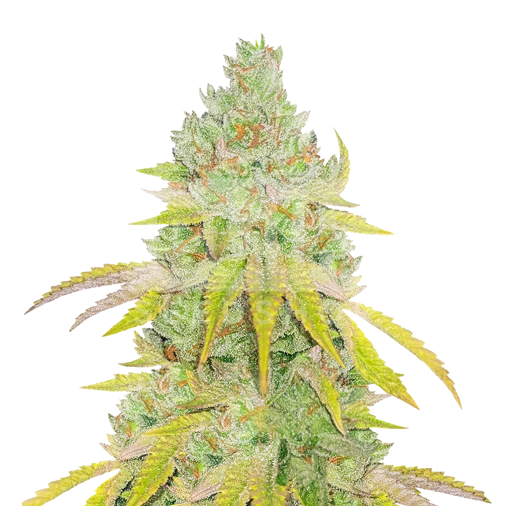 Lemon Haze F1 Autoflower Seeds Bulk Sale - BulkSeedShop