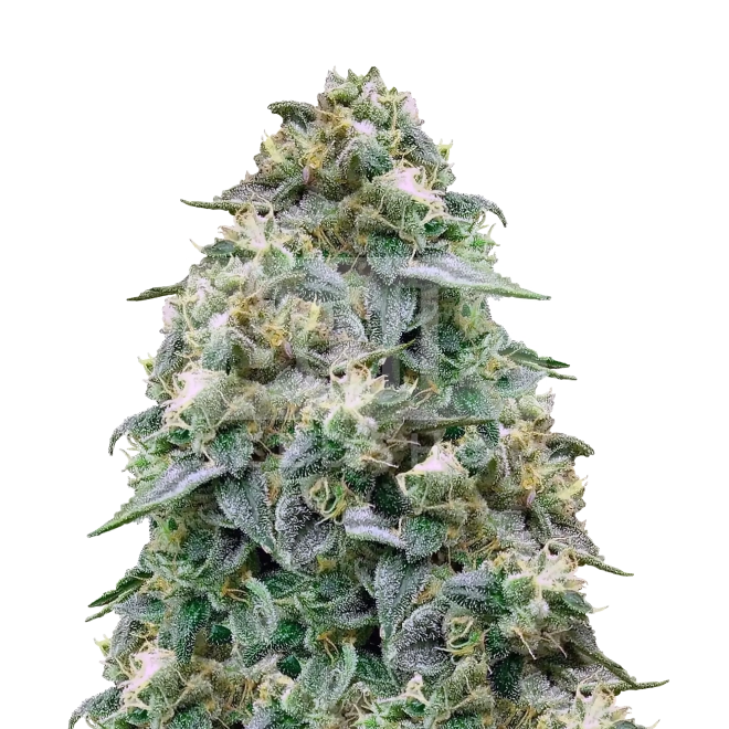 AK-59 Feminized Seeds Bulk Sale - BulkSeedShop