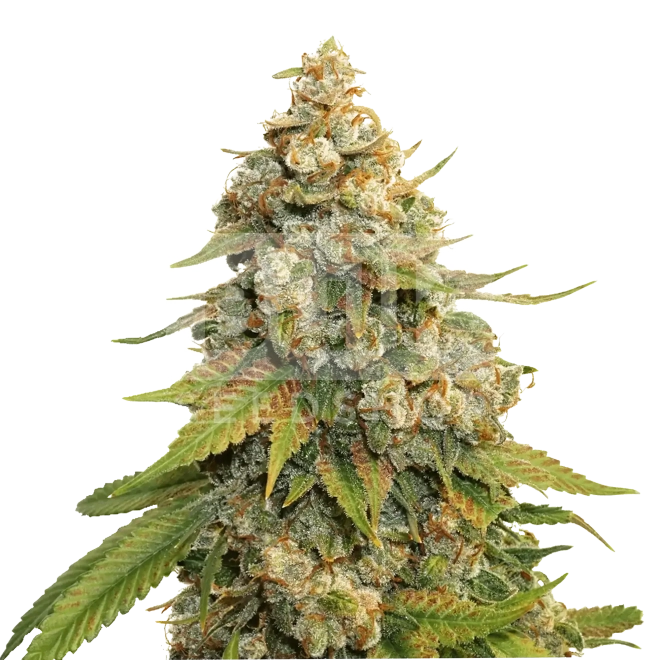 Alien Gorilla Glue Regular Seeds Bulk Sale - BulkSeedShop