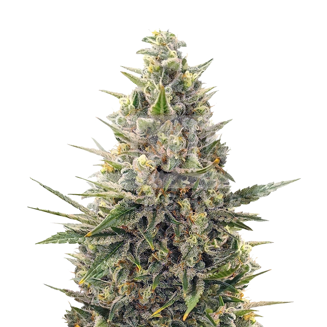 Amnesia Lemon Regular Seeds Bulk Sale - BulkSeedShop