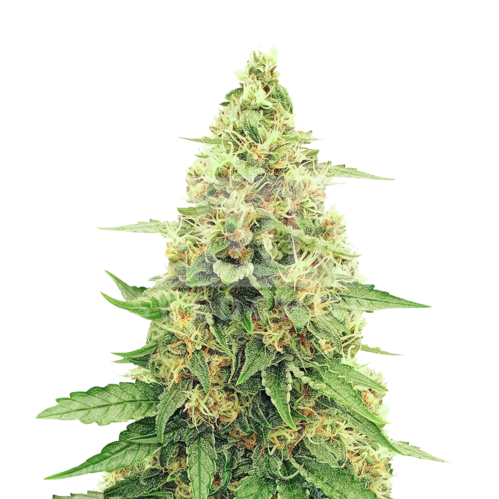 Runtz Feminized Seeds Bulk Sale - BulkSeedShop Runtz Feminized Seeds Bulk Sale - BulkSeedShop