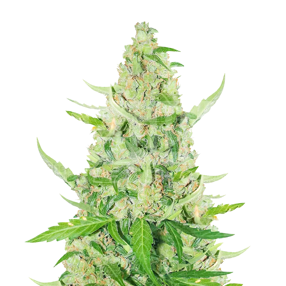Sour Diesel Autoflower Seeds Bulk Sale - BulkSeedShop